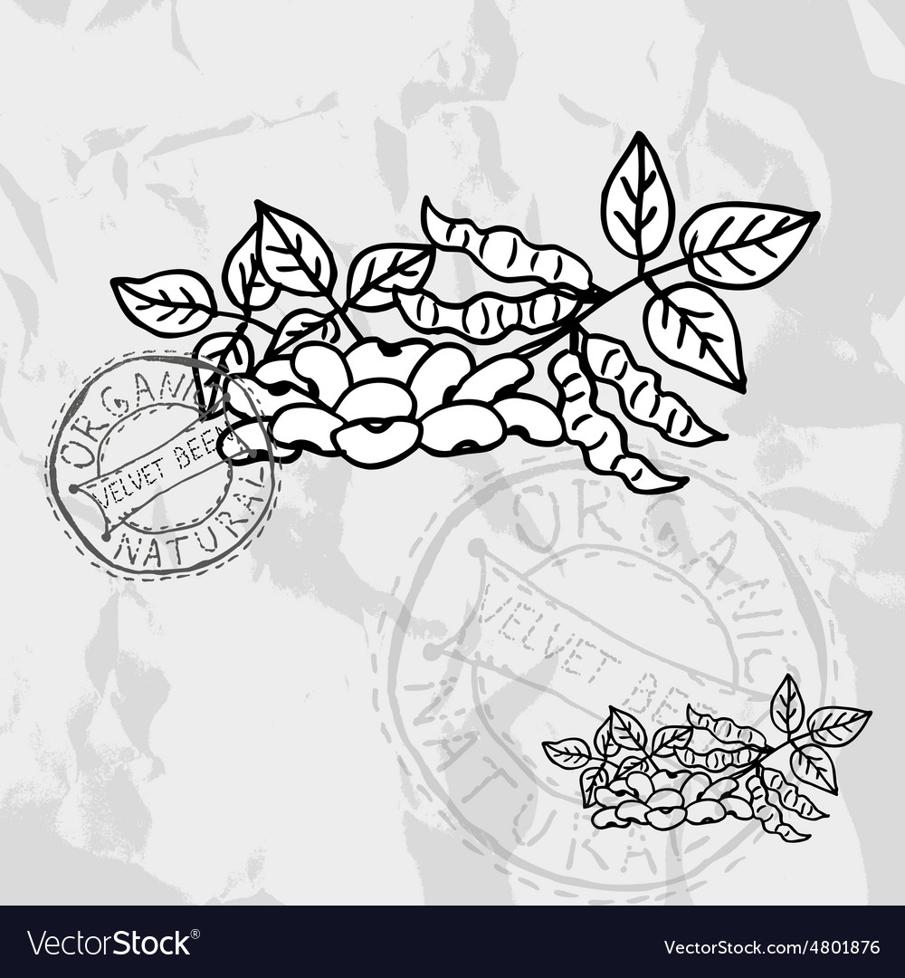 Hand drawn velvet beens Royalty Free Vector Image Hand drawn velvet beens Royalty Free Vector Image