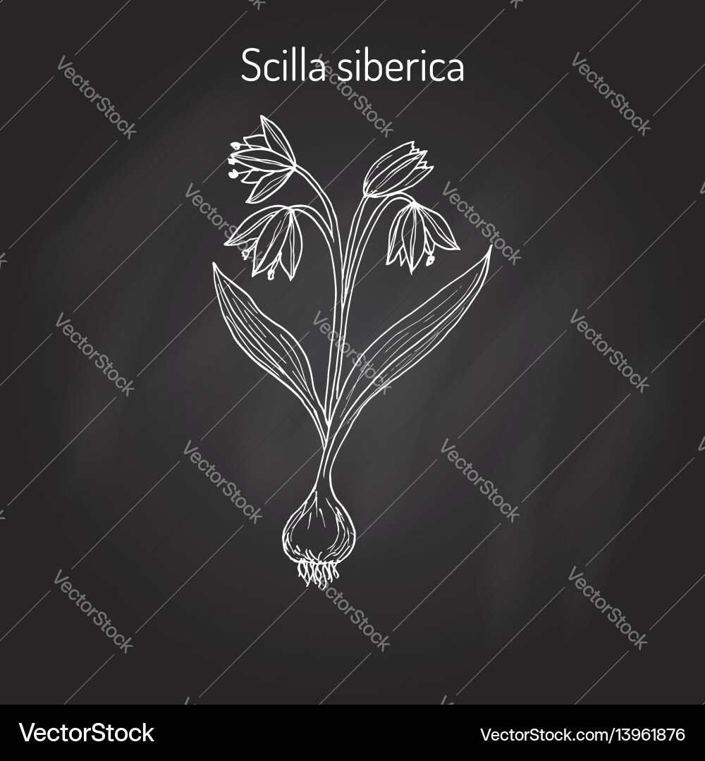 Squill scylla - spring flowe Royalty Free Vector Image