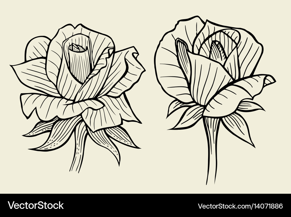 Flower set of rose Royalty Free Vector Image - VectorStock