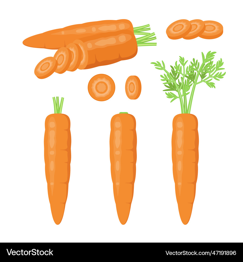 A set of ripe carrots Royalty Free Vector Image