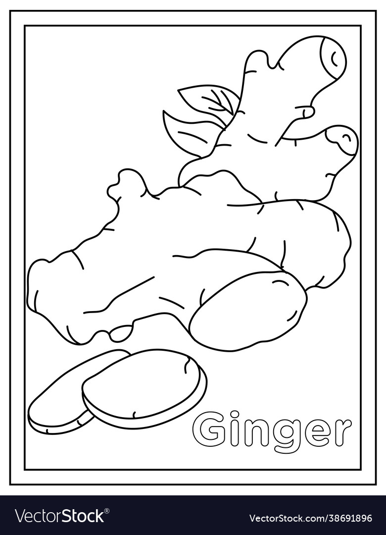 Ginger drawing Royalty Free Vector Image - VectorStock