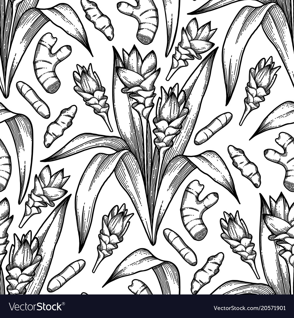 Graphic curcuma pattern Royalty Free Vector Image