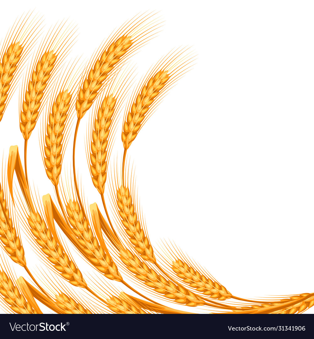 Background with wheat Royalty Free Vector Image