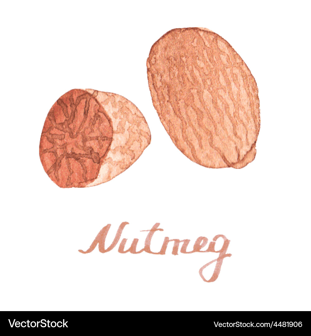 Watercolor nutmeg on the white background Vector Image