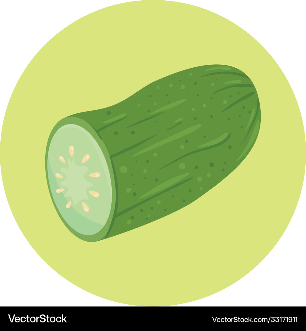 Cucumber fresh vegetable in round frame on white Vector Image