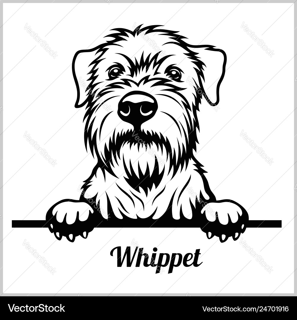 Whippet - peeking dogs breed face head isolated Vector Image