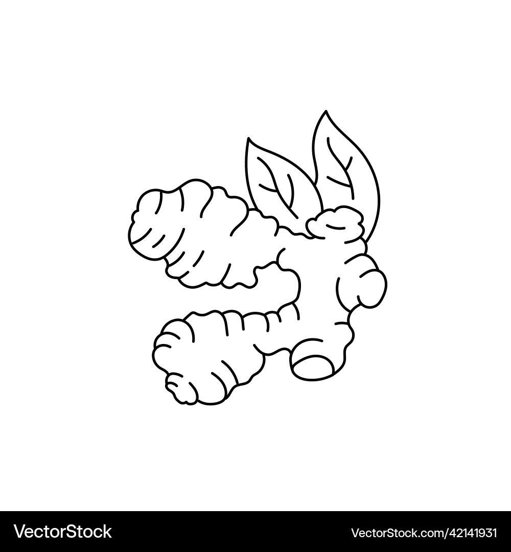 Ginger spices cooking ingredient line icon Vector Image