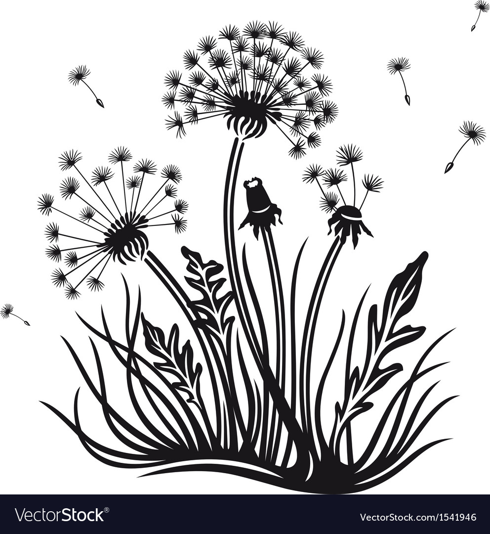 Dandelion Royalty Free Vector Image - VectorStock