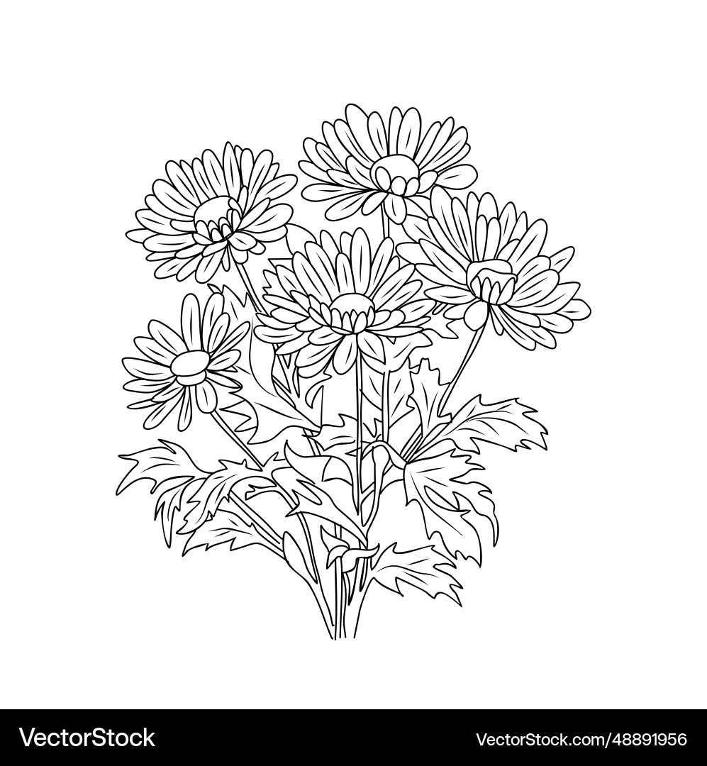 Aster flower bouquet line art Royalty Free Vector Image