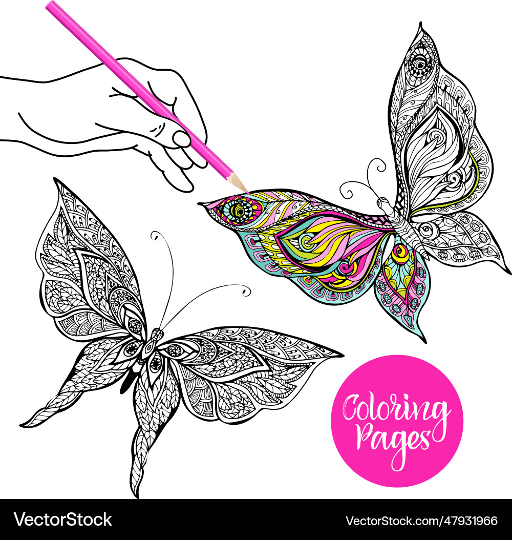 Butterfly color butterfly color Royalty Free Vector Image