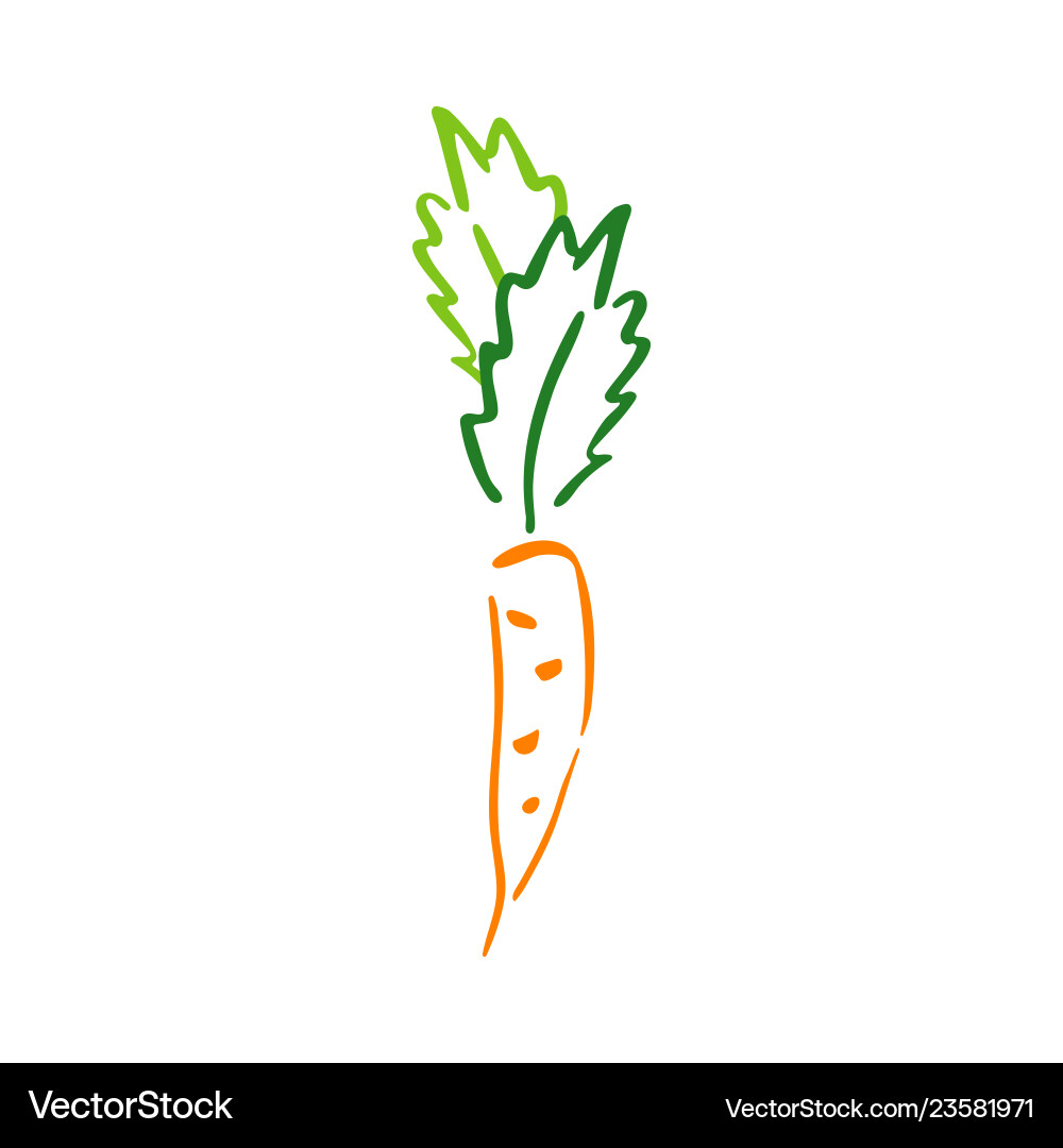 Color carrot vegetable leaf garden abstract Vector Image