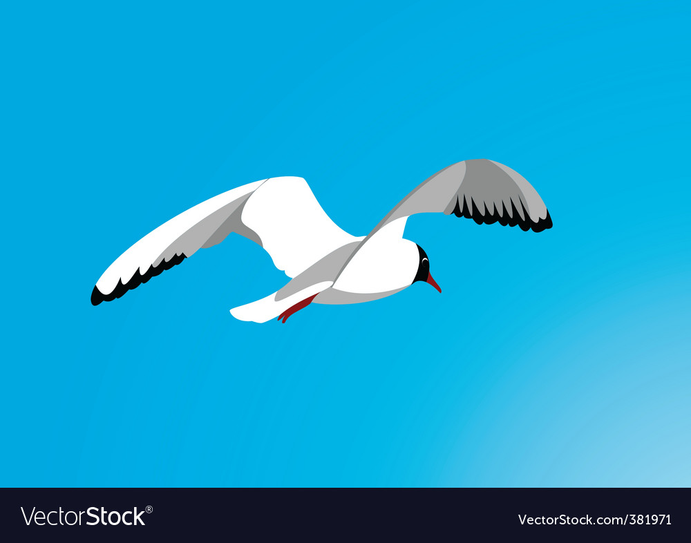 Seagull Royalty Free Vector Image - VectorStock