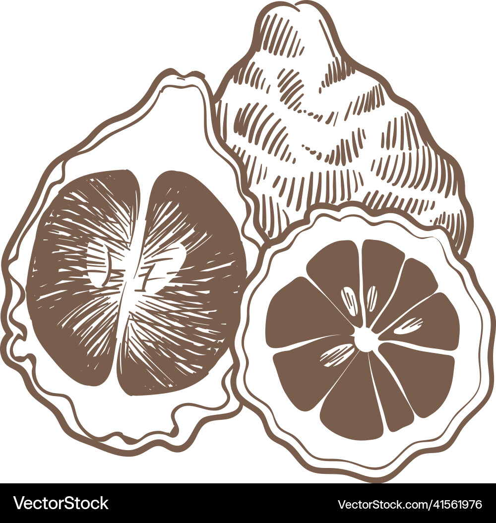 Bunch of citrus fruit citron engraving whole Vector Image