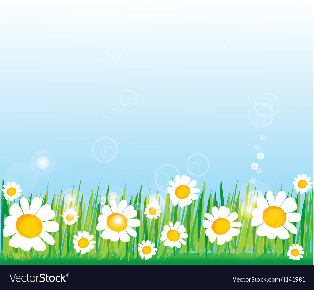 Daisy background Royalty Free Vector Image - VectorStock