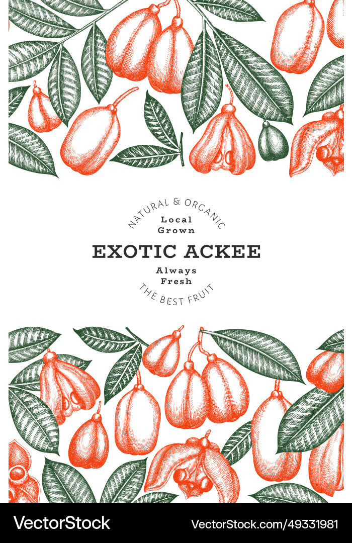 Hand drawn sketch style ackee banner organic Vector Image