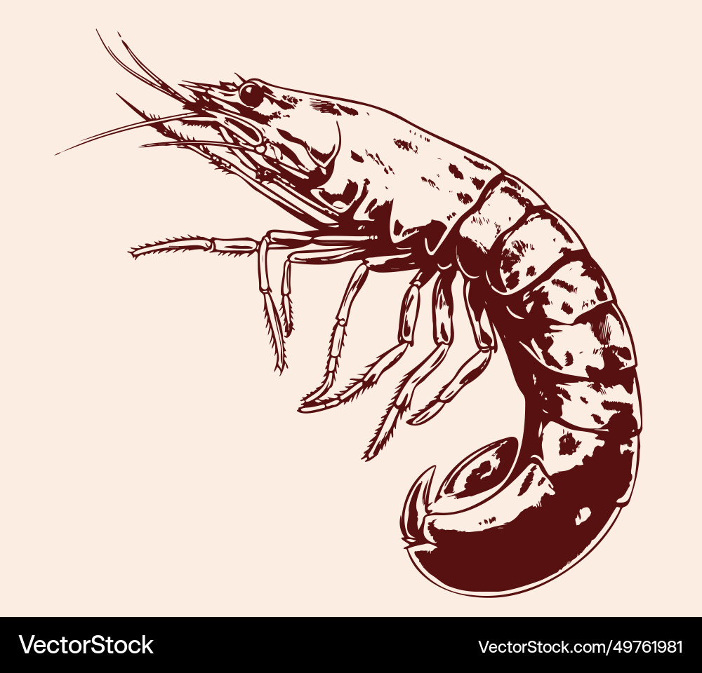 Large shrimp sketch hand drawn prawn in engraved Vector Image