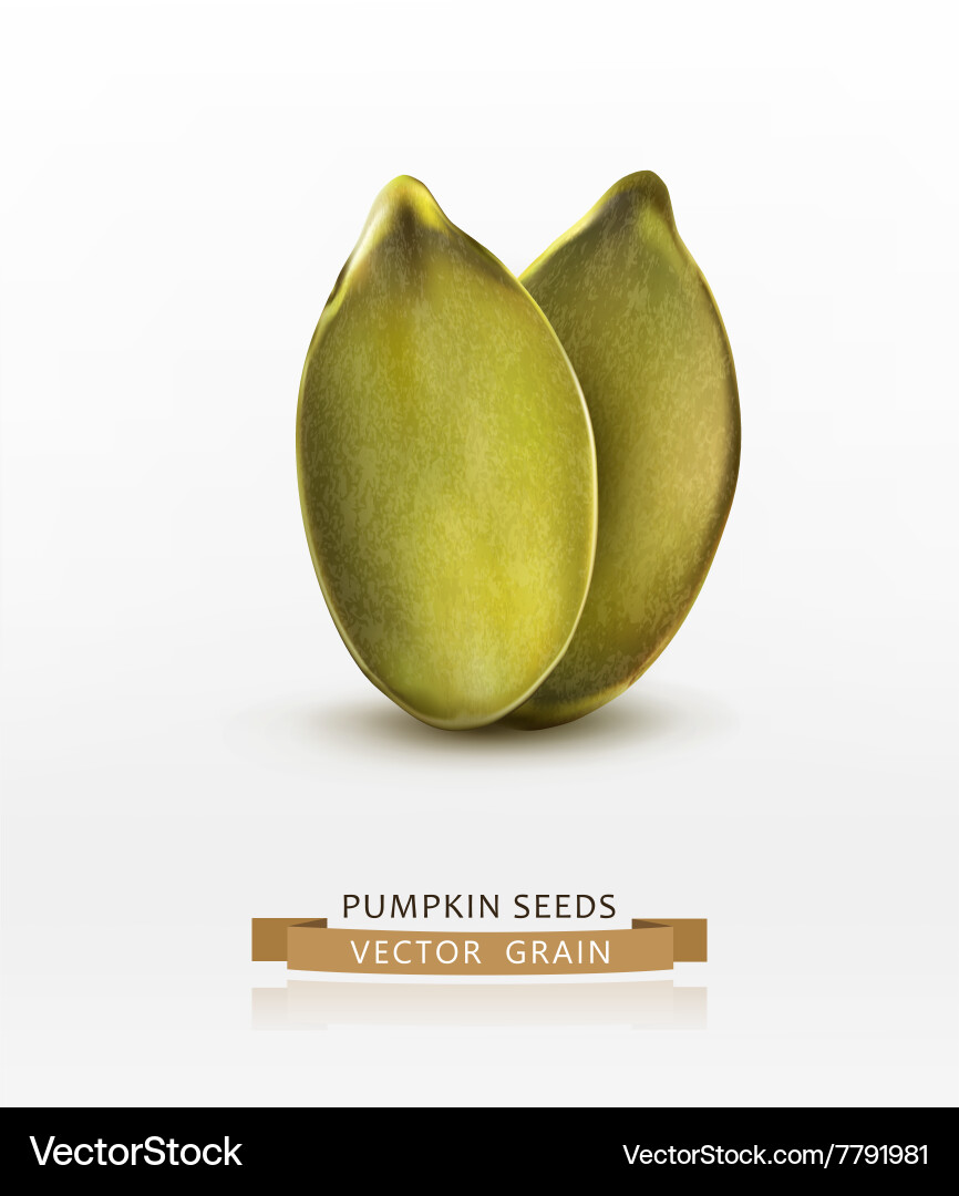 Pumpkin seeds peeled isolated on white background Vector Image