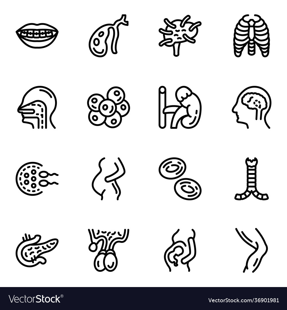 Tissues and organs line icons pack Royalty Free Vector Image