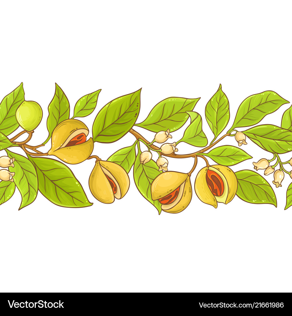 Nutmeg branch pattern Royalty Free Vector Image