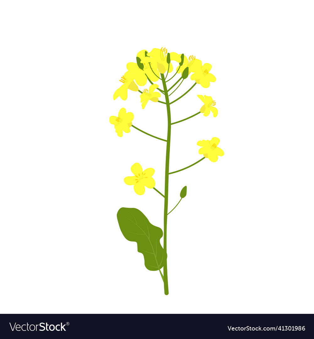 Rapeseed Royalty Free Vector Image - VectorStock