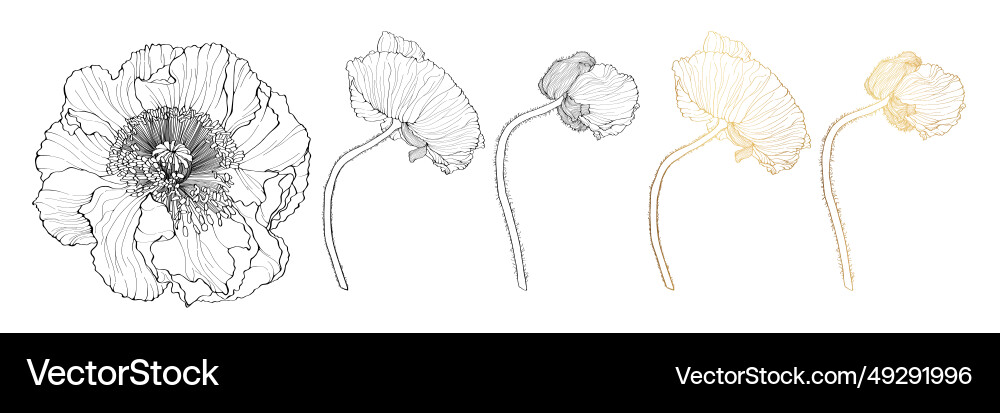 Line art poppies flowers set Royalty Free Vector Image