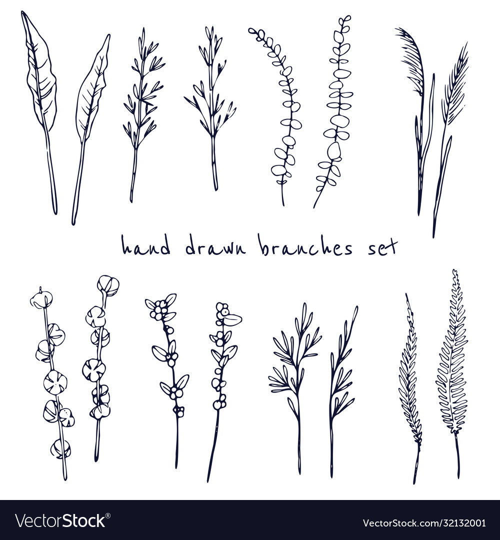 Set botanical elements Royalty Free Vector Image