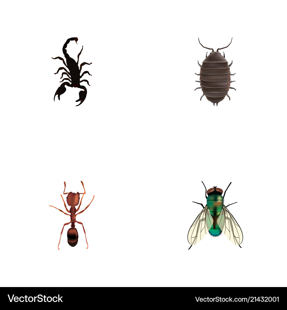 Set of insect realistic symbols with bug wasp Vector Image