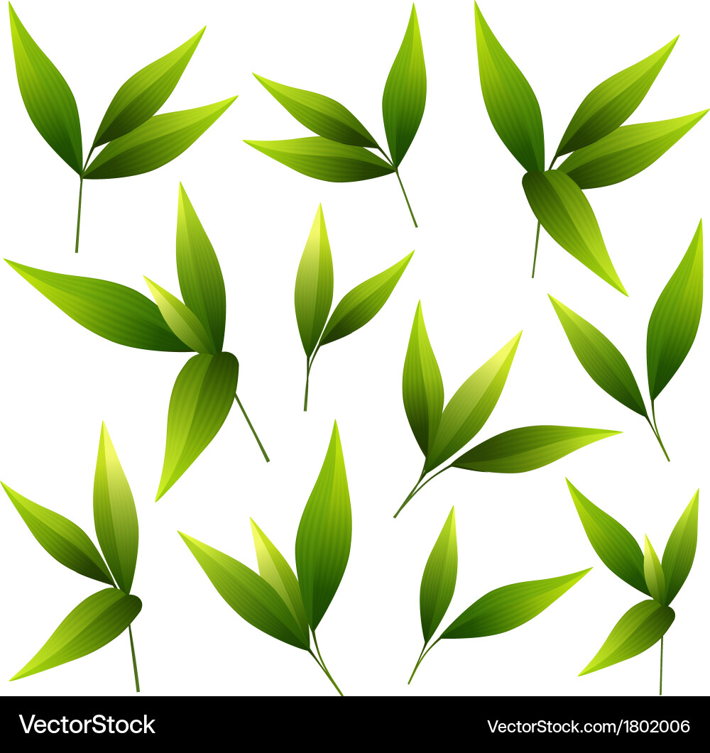 Set of beautiful green leaves Royalty Free Vector Image