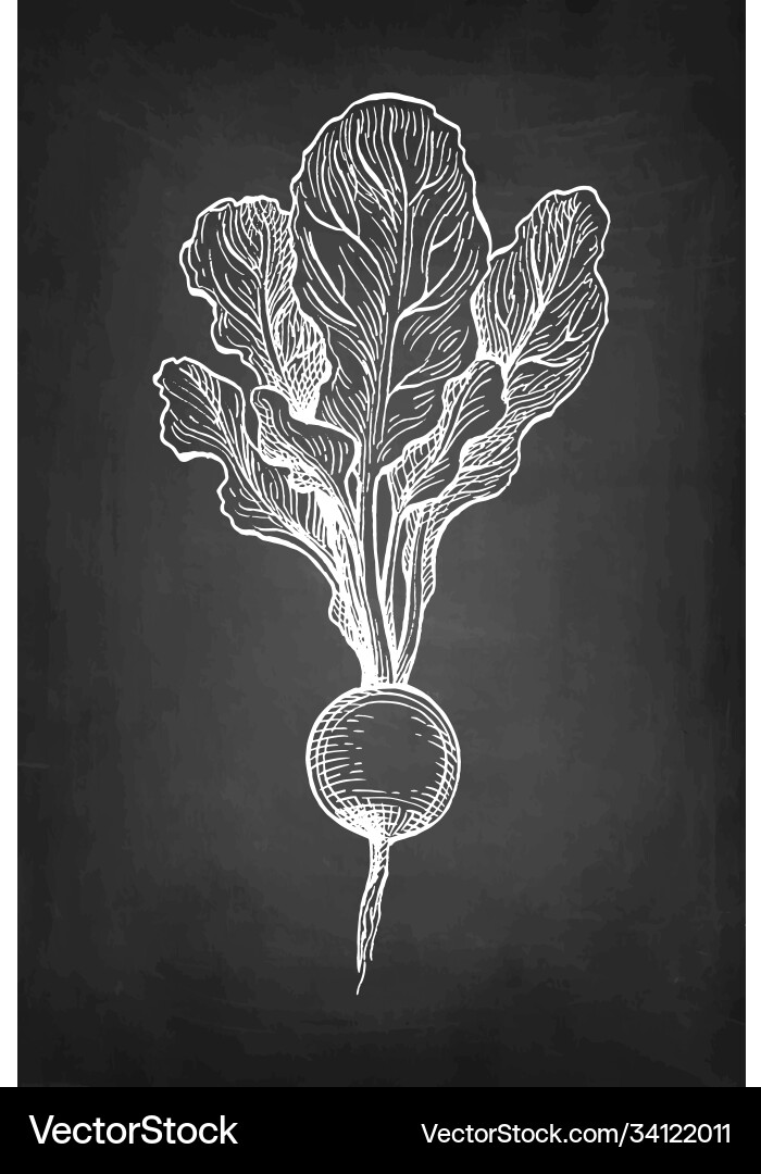 Chalk sketch radish Royalty Free Vector Image - VectorStock