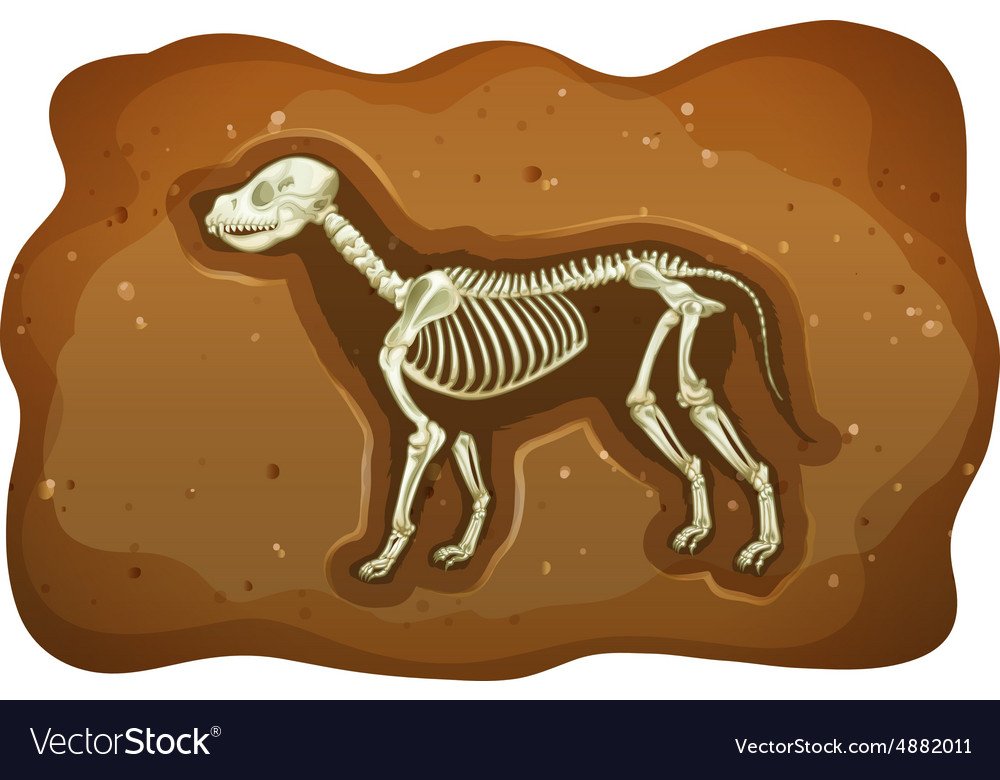 Fosil Royalty Free Vector Image - VectorStock