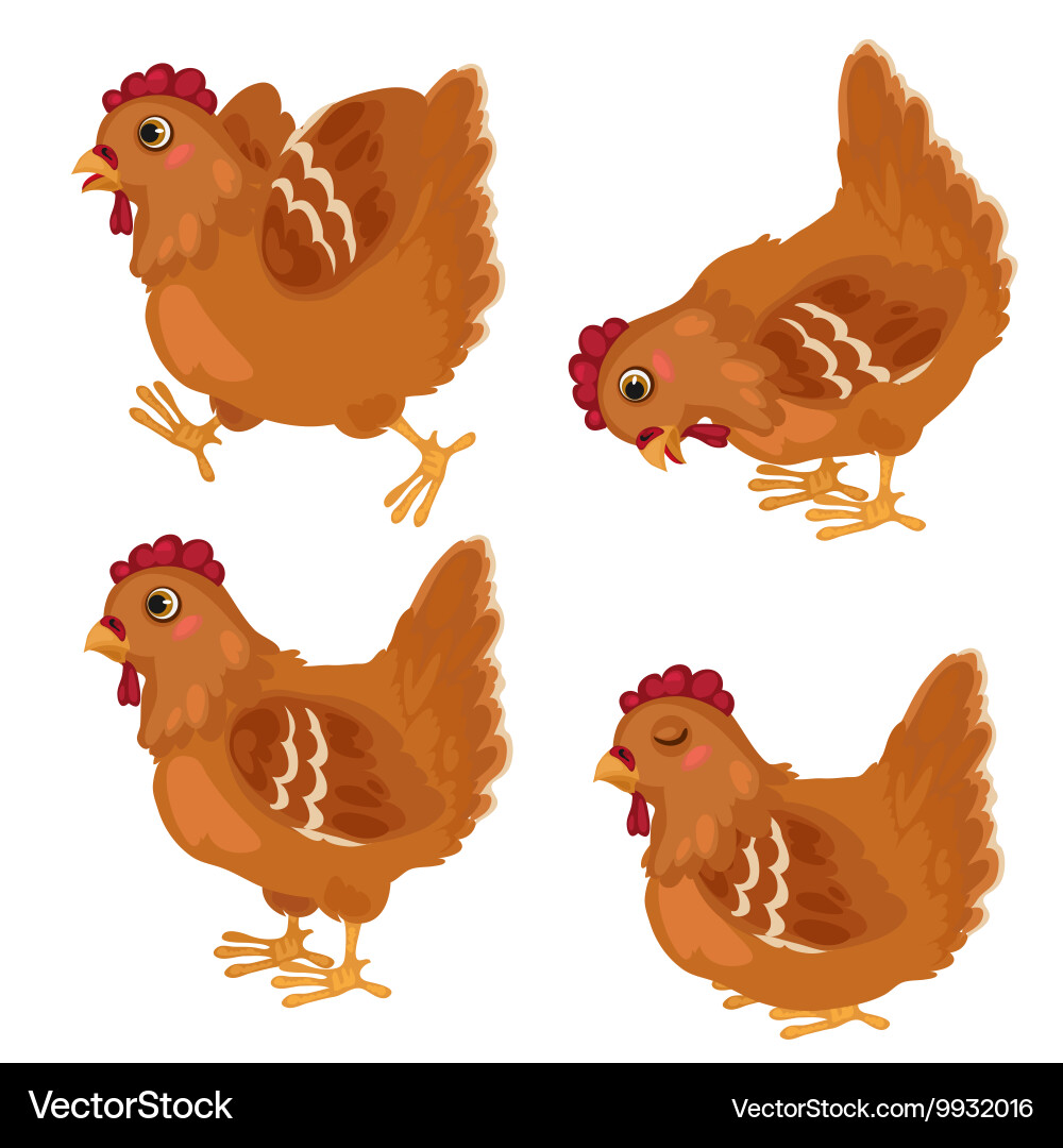 Cartoon chicken in four poses animals Royalty Free Vector