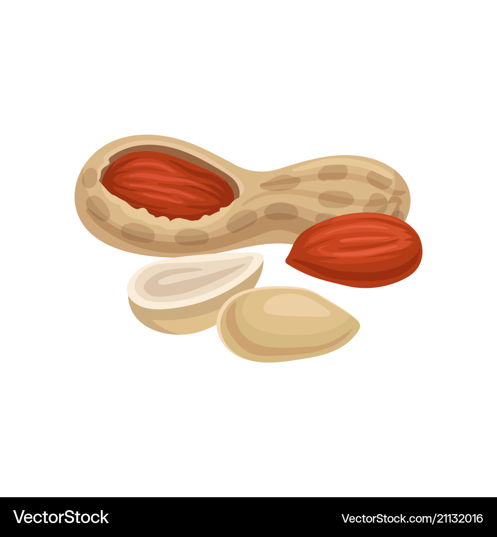 Flat icon of whole and peeled peanuts Royalty Free Vector