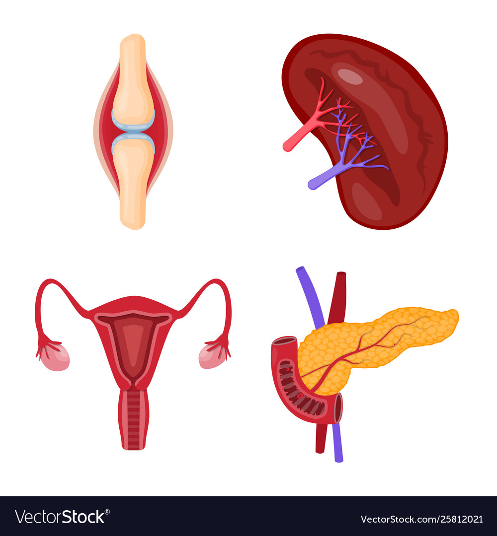 Isolated object anatomy and organ icon set Vector Image Isolated object anatomy and organ icon set Vector Image