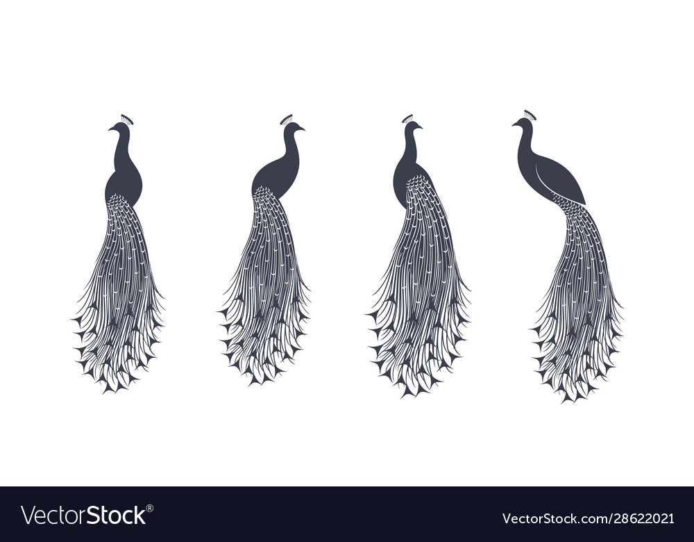 Peacock Royalty Free Vector Image - VectorStock