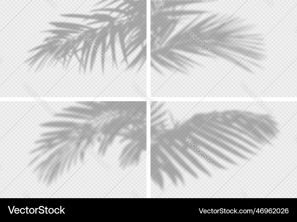 Shadow overlay of palm tree branch set Royalty Free Vector