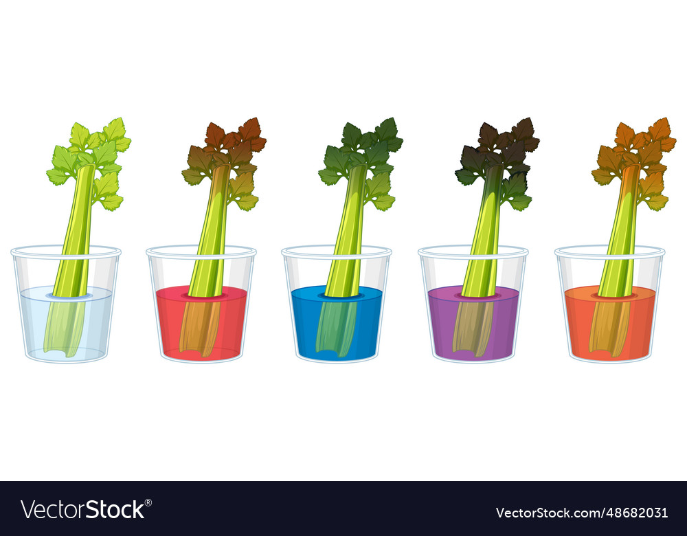 Celery experiment changing colors in biology Vector Image