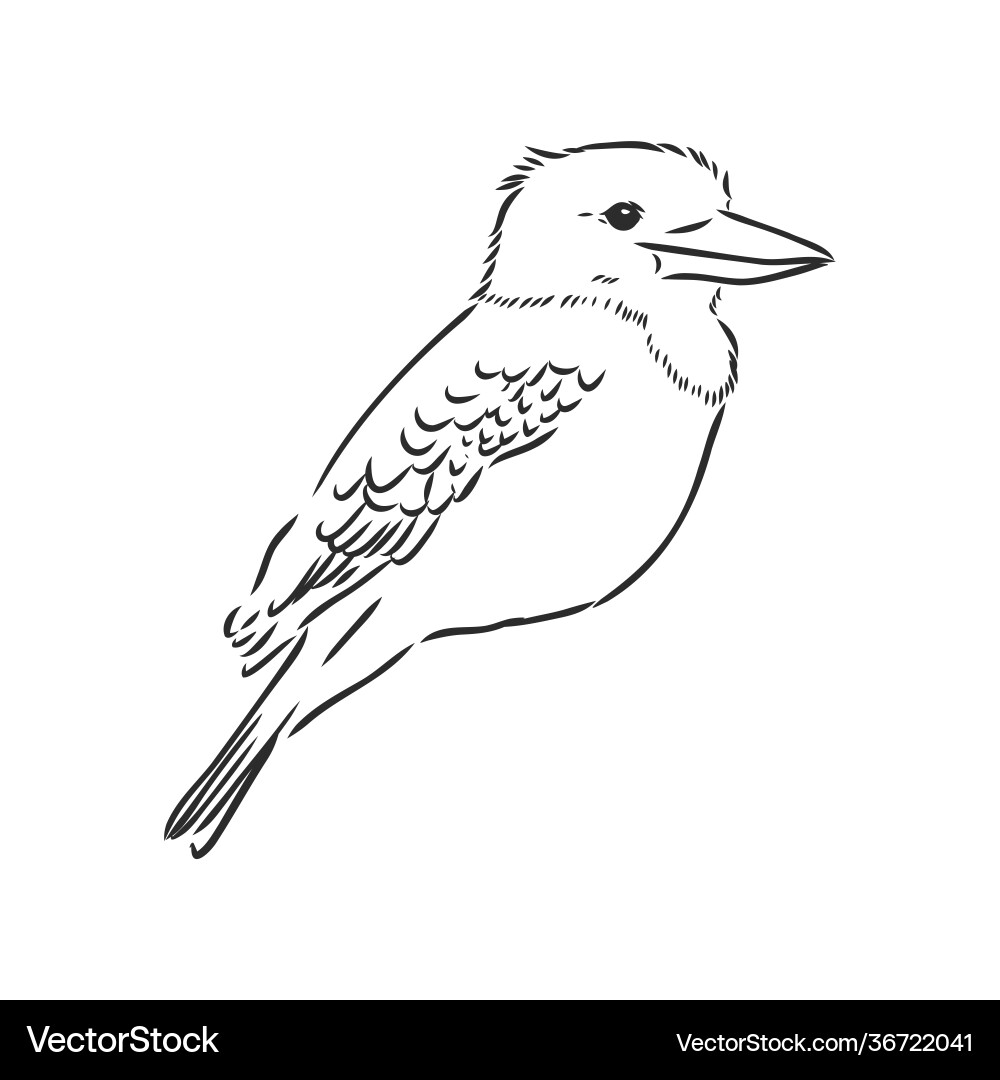 Bird Black And White Outlines