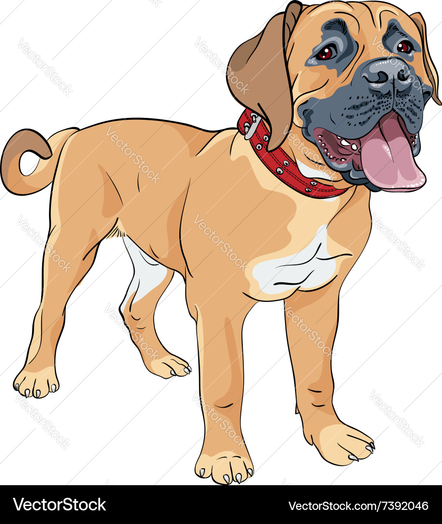Sketch dog boerboel breed Royalty Free Vector Image