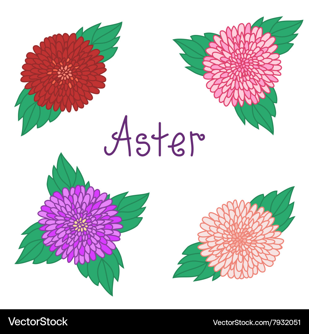 Cute aster set colorful flowers collection Vector Image