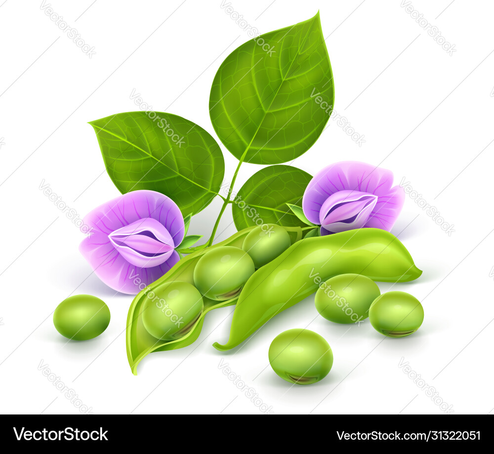Soy plant beans with green Royalty Free Vector Image