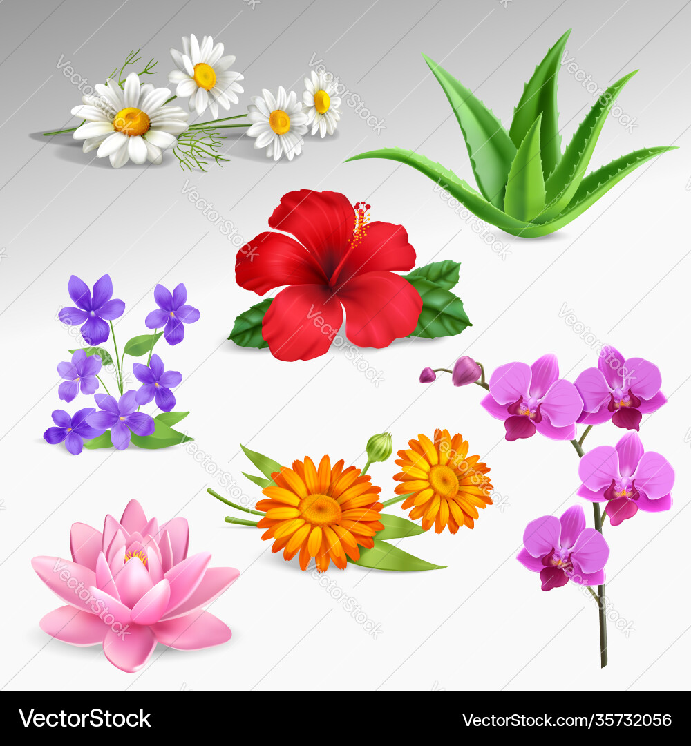 Flowers plants realistic icons collection Vector Image