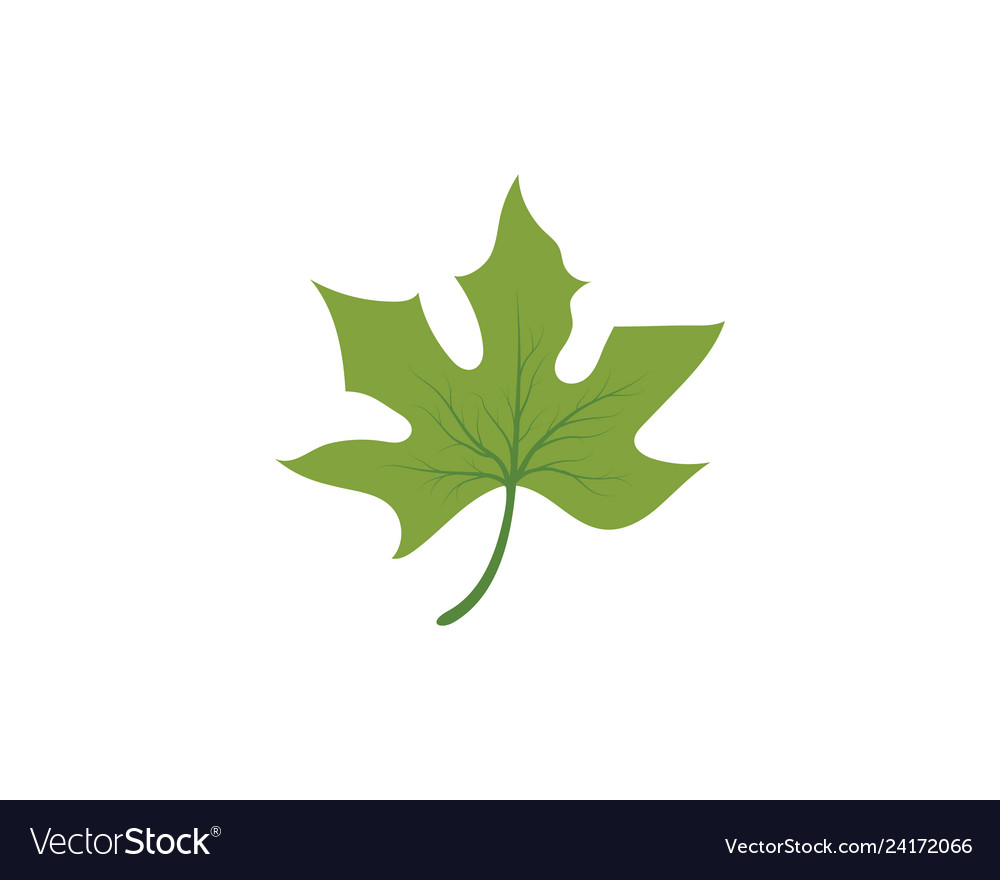 Maple leaf Royalty Free Vector Image - VectorStock