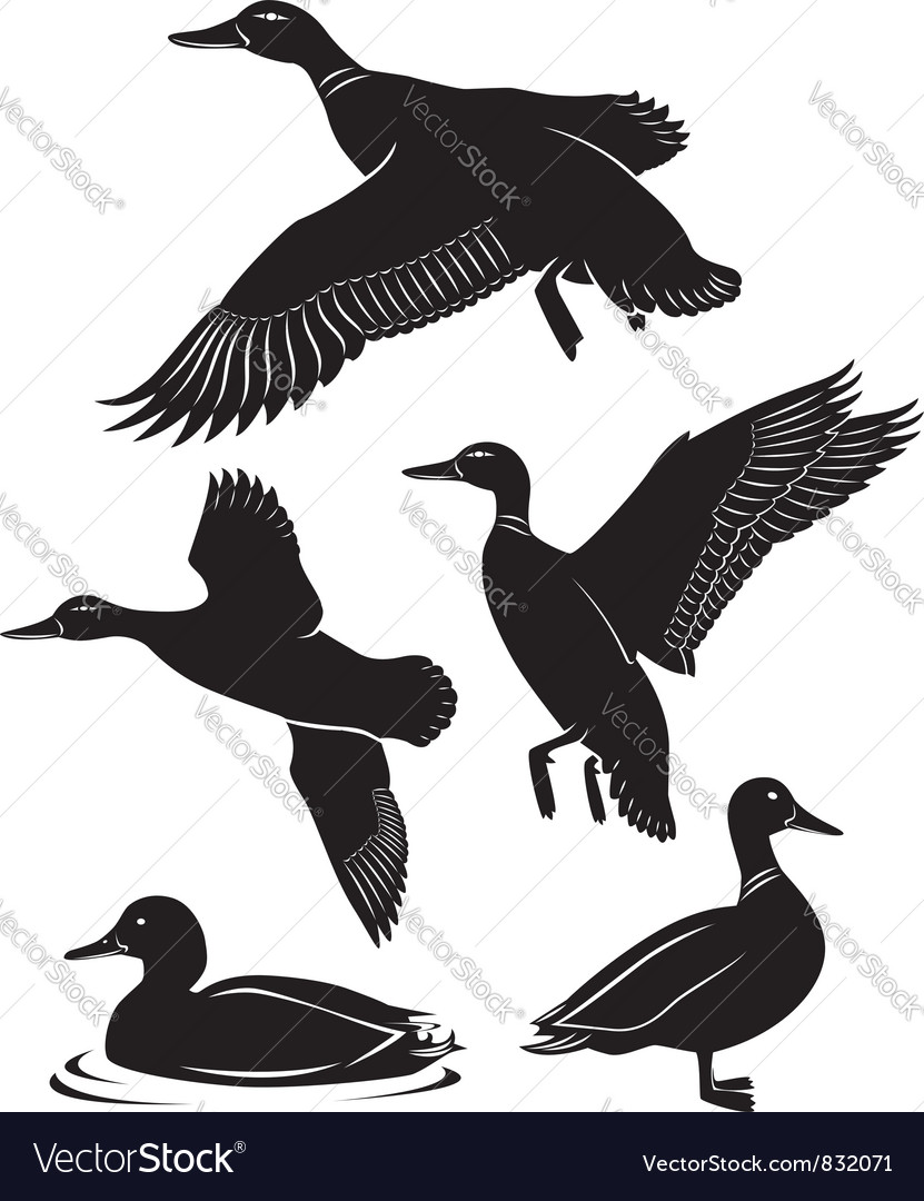 Duck Royalty Free Vector Image - VectorStock