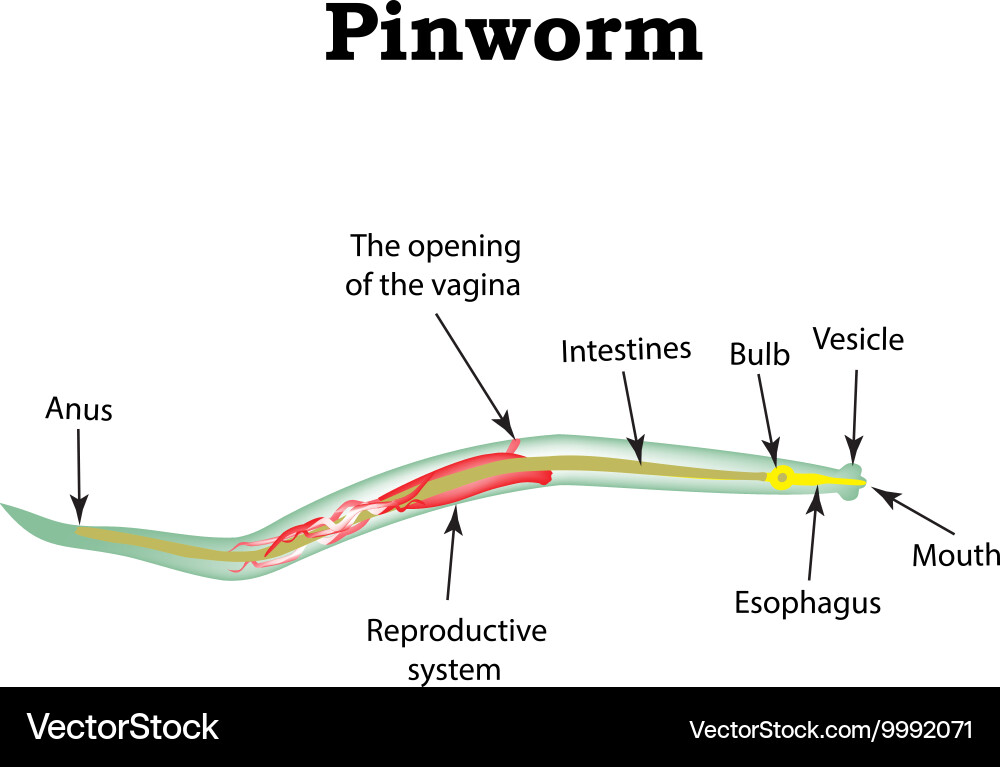 The structure of pinworms Pinworm Royalty Free Vector Image