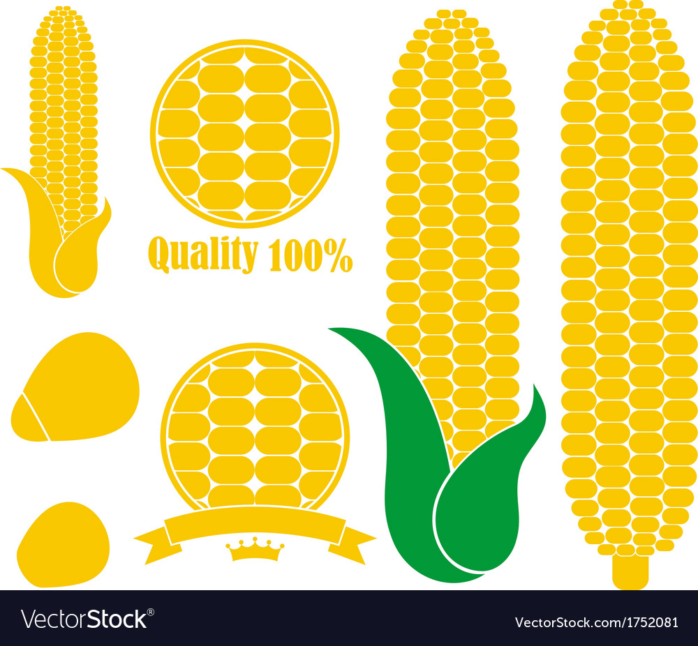 Corn Royalty Free Vector Image - VectorStock