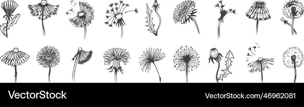 Hand drawn dandelions vintage doodle graphic Vector Image