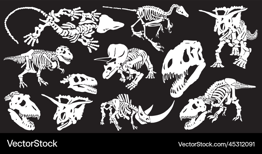 Graphical set of dinosaur skeletons isolated Vector Image