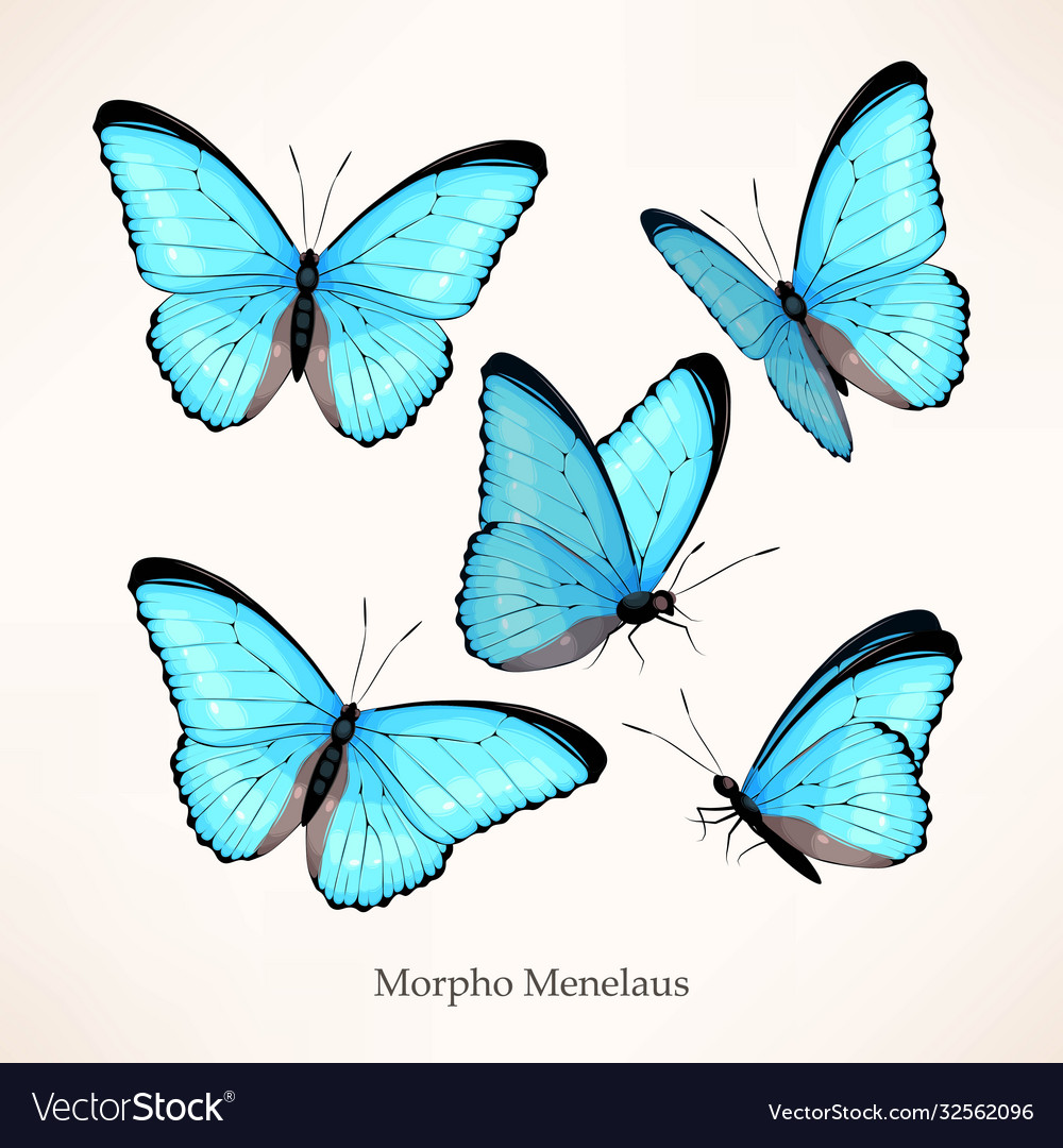 Set morpho in five different views Royalty Free Vector Image