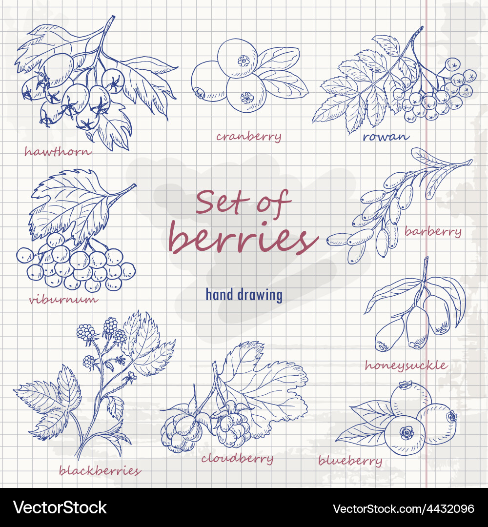 Set of forest berries on paper Royalty Free Vector Image