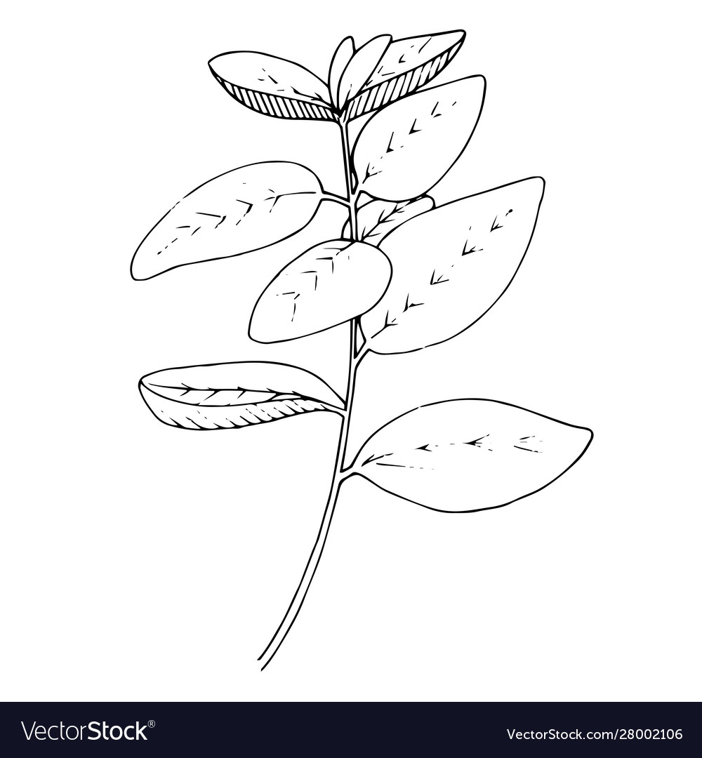 Herbal garden plant black and white Royalty Free Vector